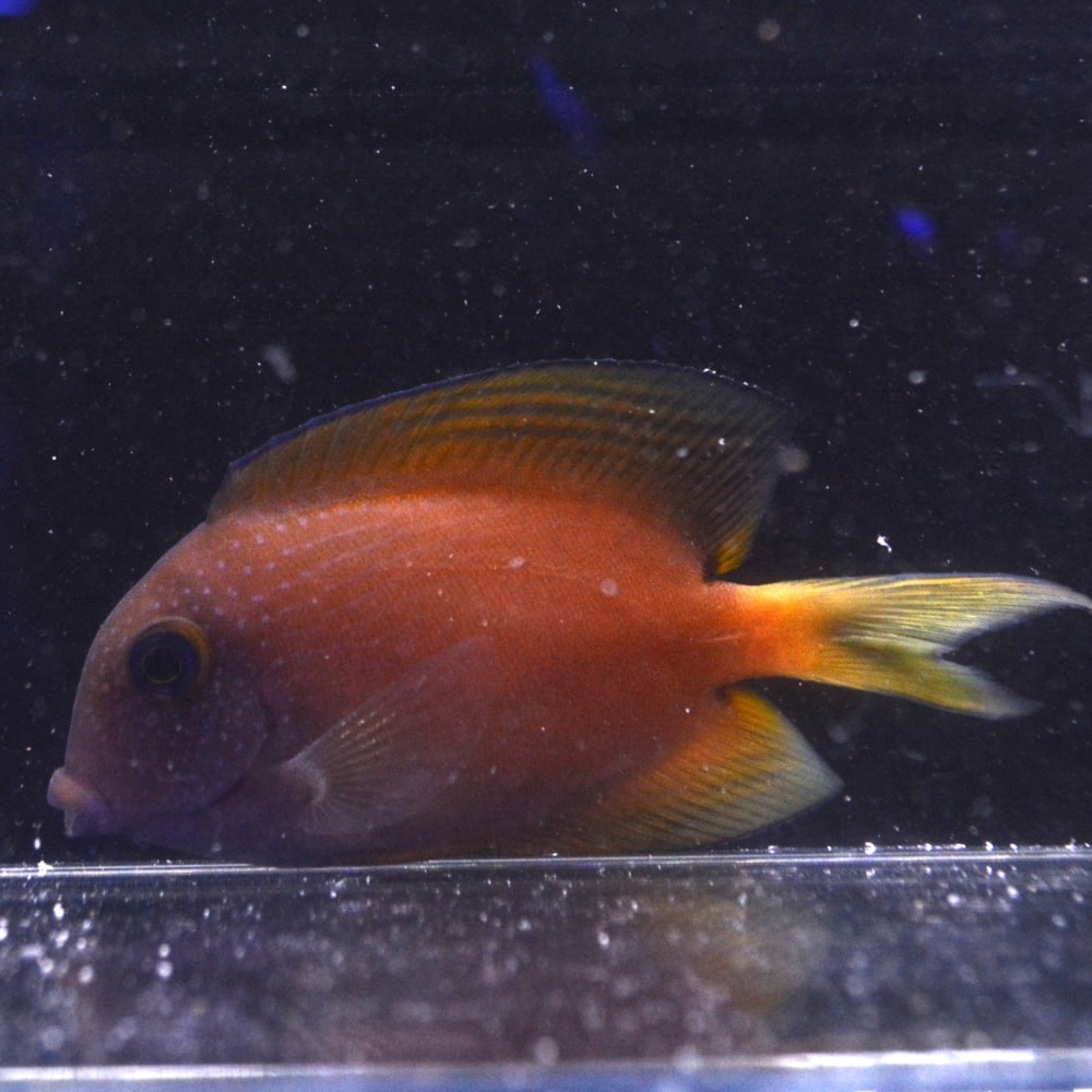 Two Spot Tang – QT Reef