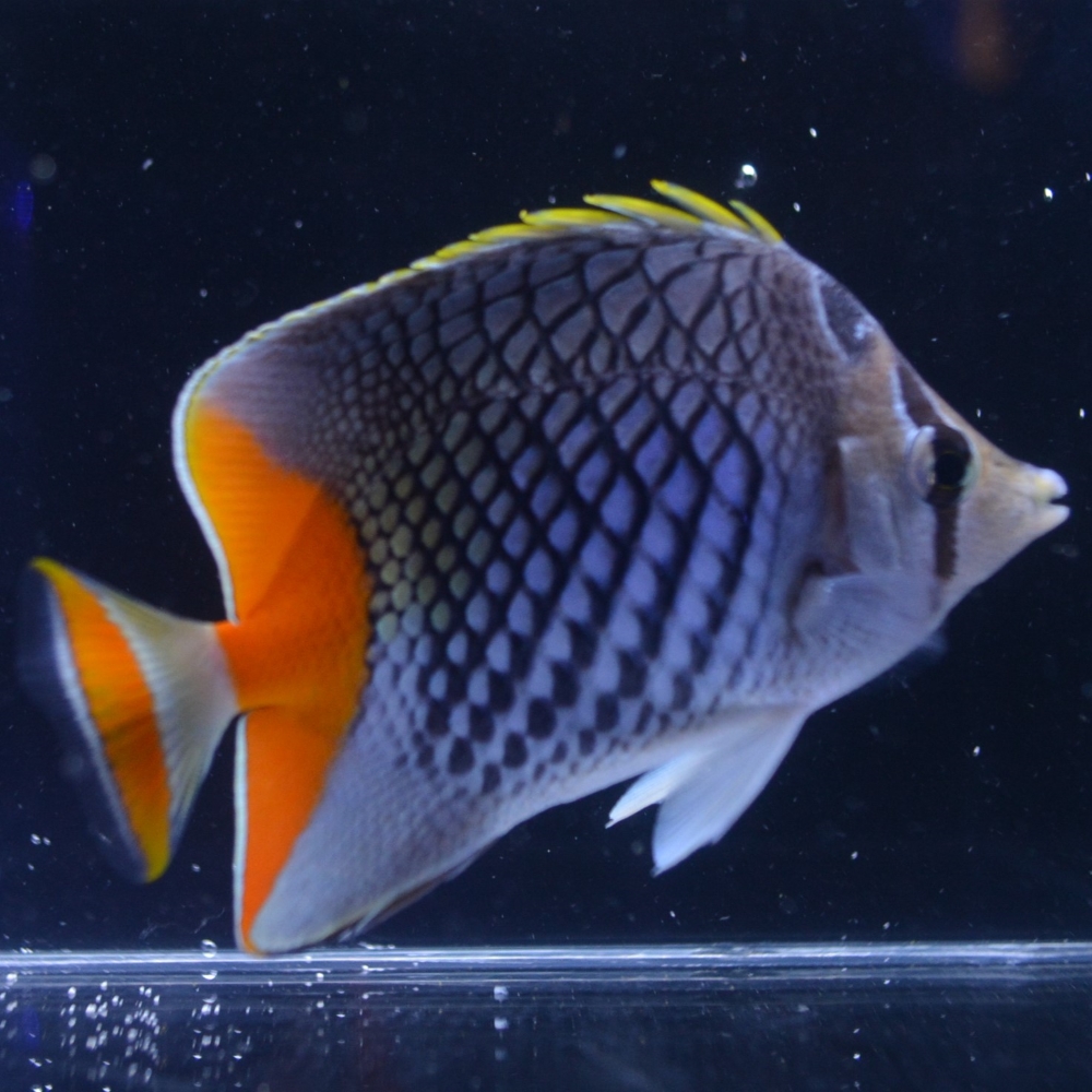 Red Pearlscale Butterfly – QT Reef