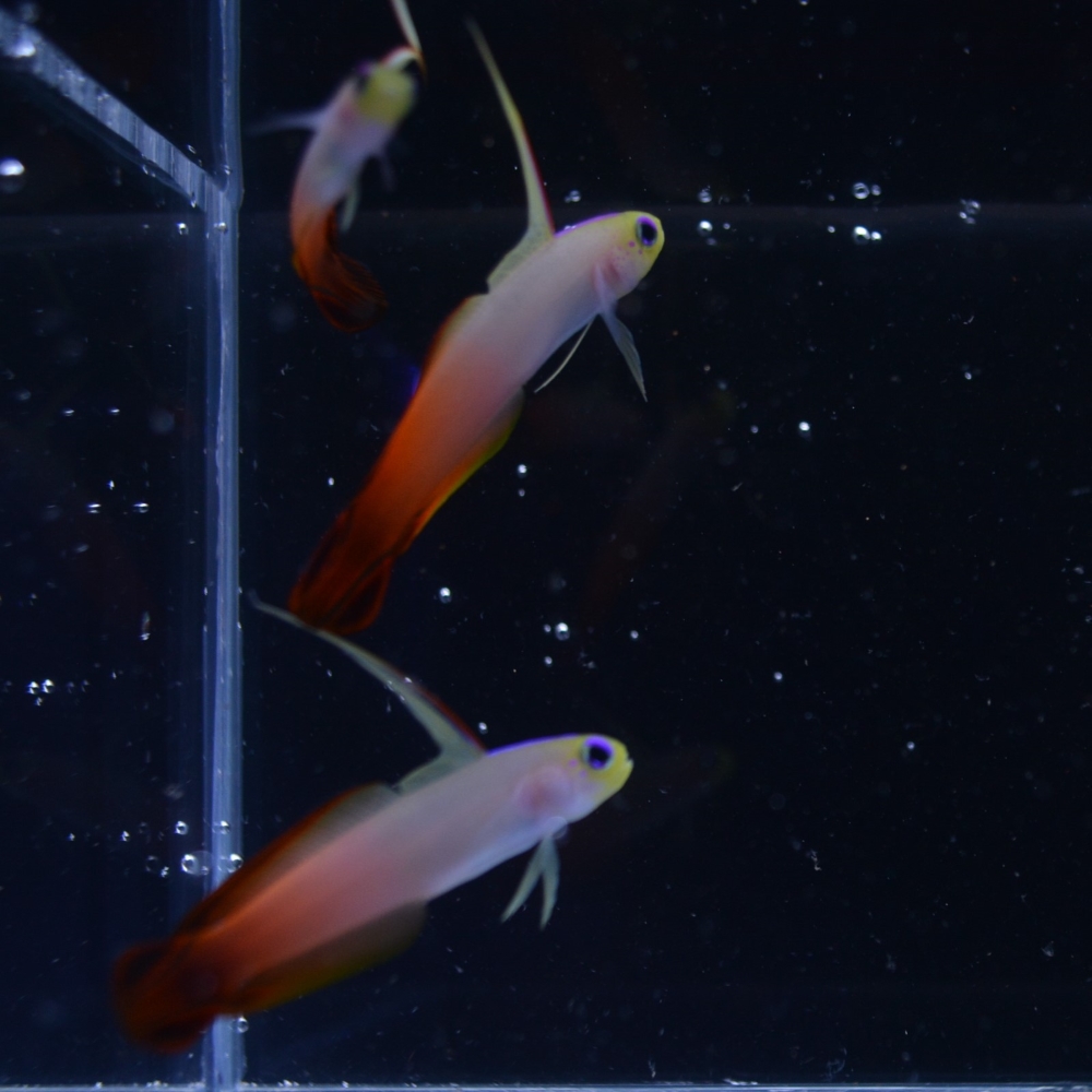 firefish magnifica – QT Reef