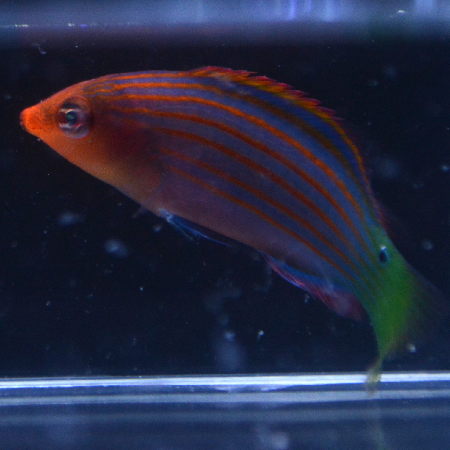 6 line wrasse – QT Reef