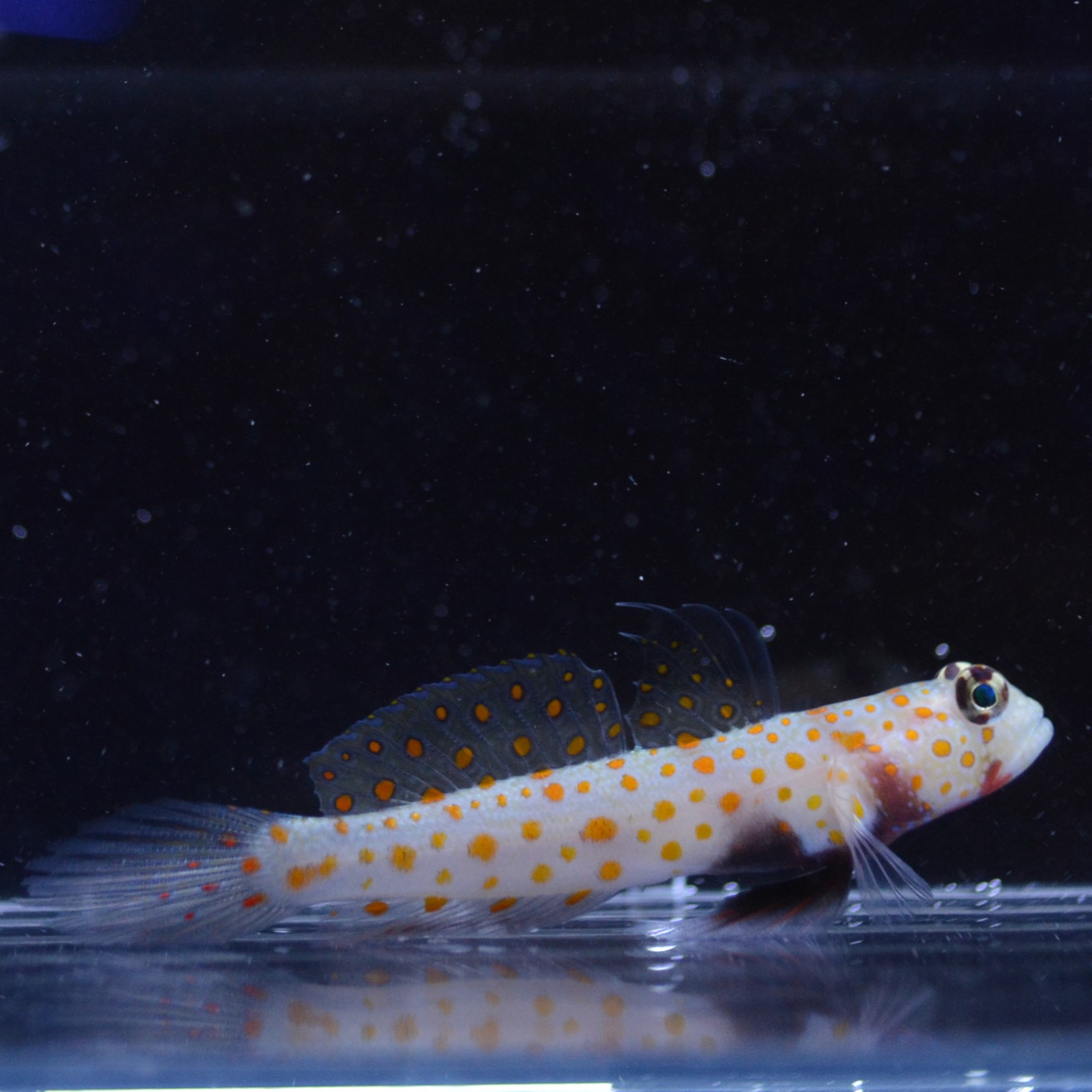 orange spotted shrimp goby – QT Reef