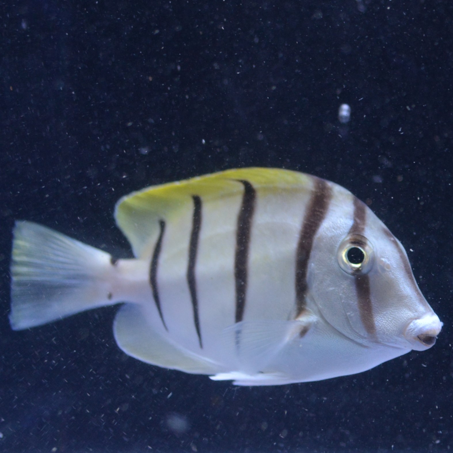 Convict Tang – QT Reef